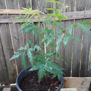 Neem Plant, Sadao, Azadirachta Indica Plant Sorry We Don't Ship to CA ...