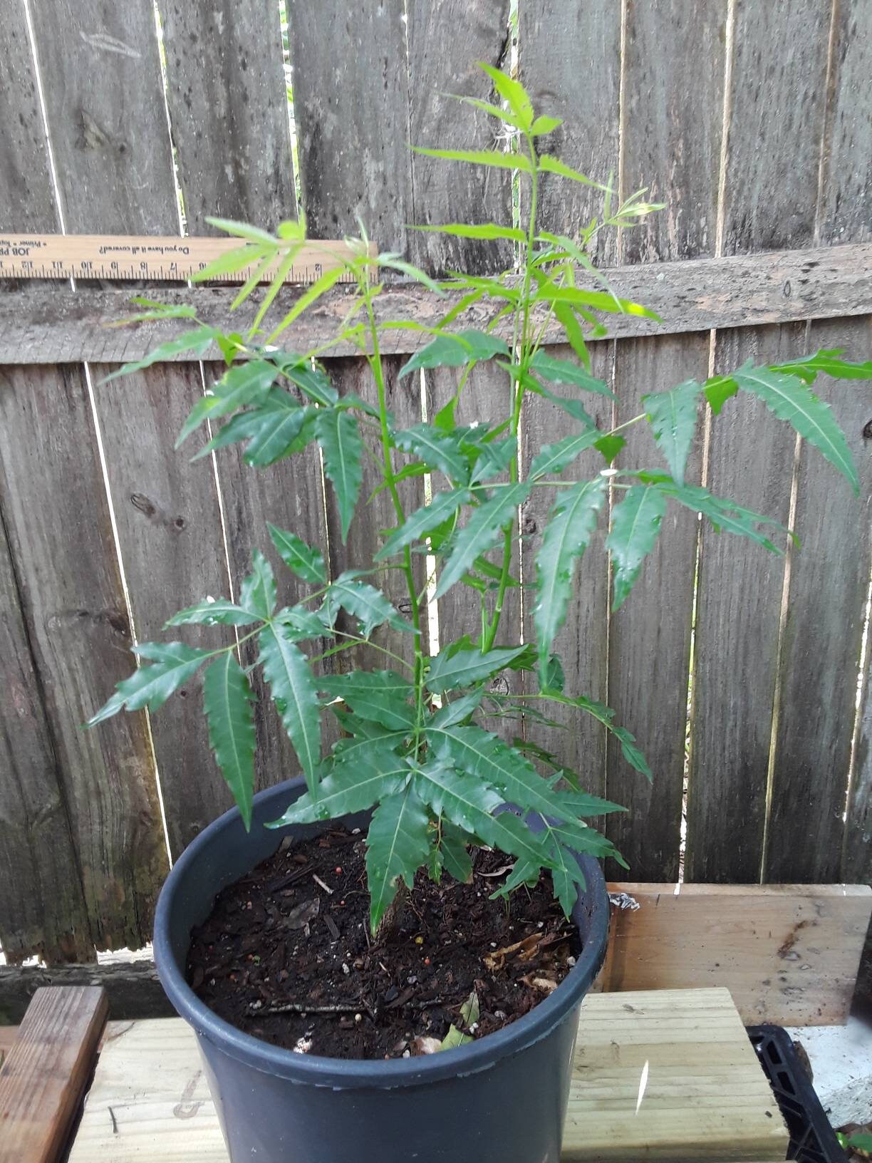 Neem Plant Sadao Azadirachta Indica Plant Sorry We Don't | Etsy