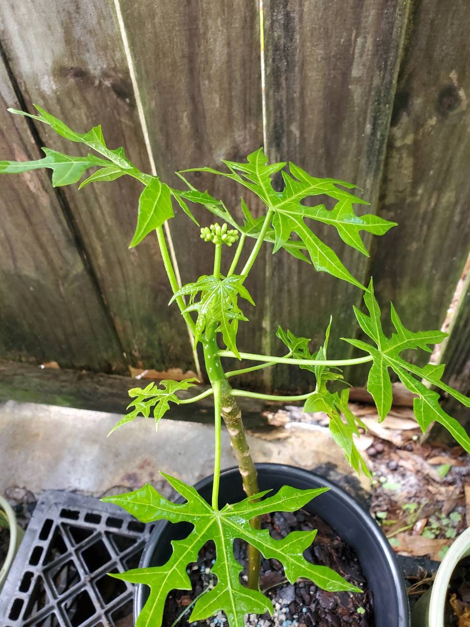 Chaya plant tree spinach Cnidoscolus Aconitifolius plant. We | Etsy