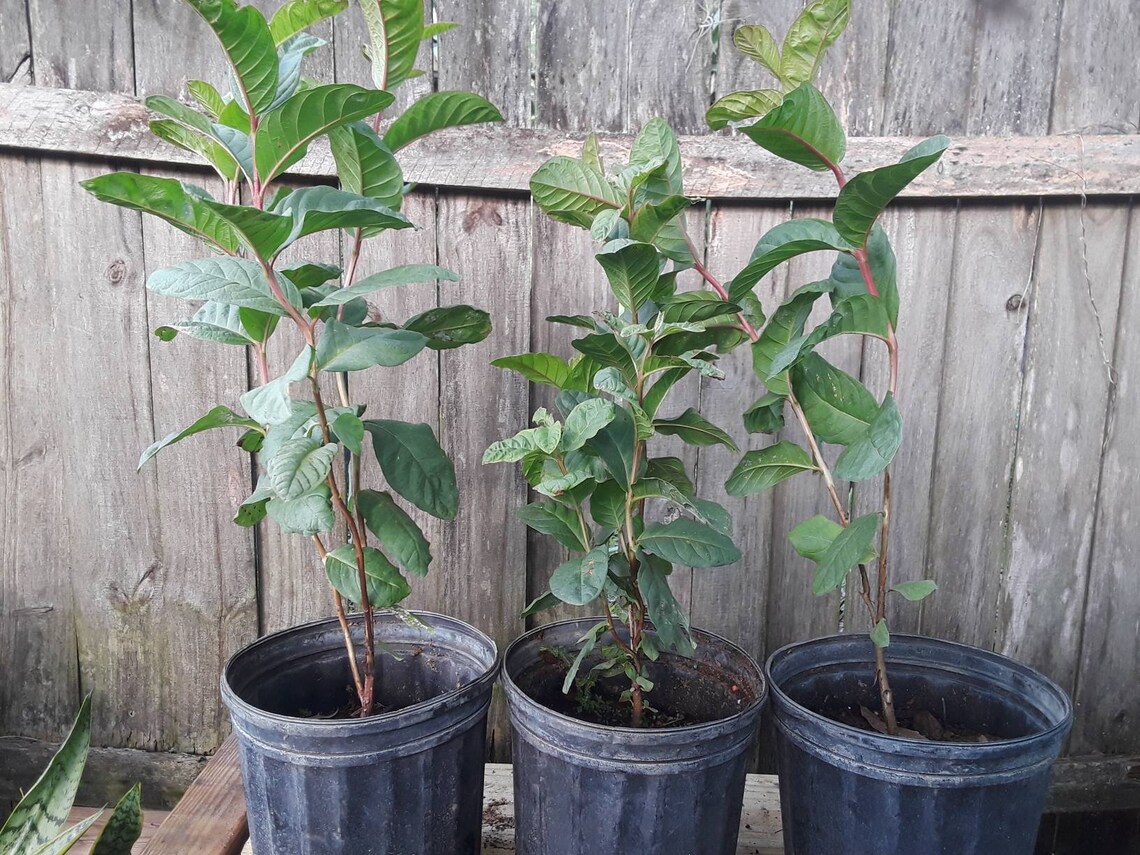 Pan Se Thong Guava plant Guava plant Guabaya plant We do | Etsy