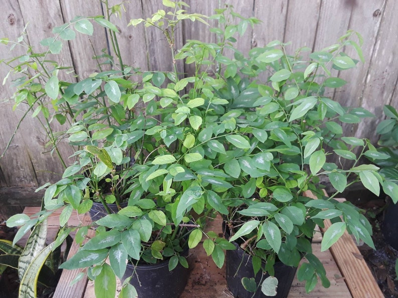 Sweet Leaf Plant Sauropus Androgynus Star Gooseberry Katuk - Etsy