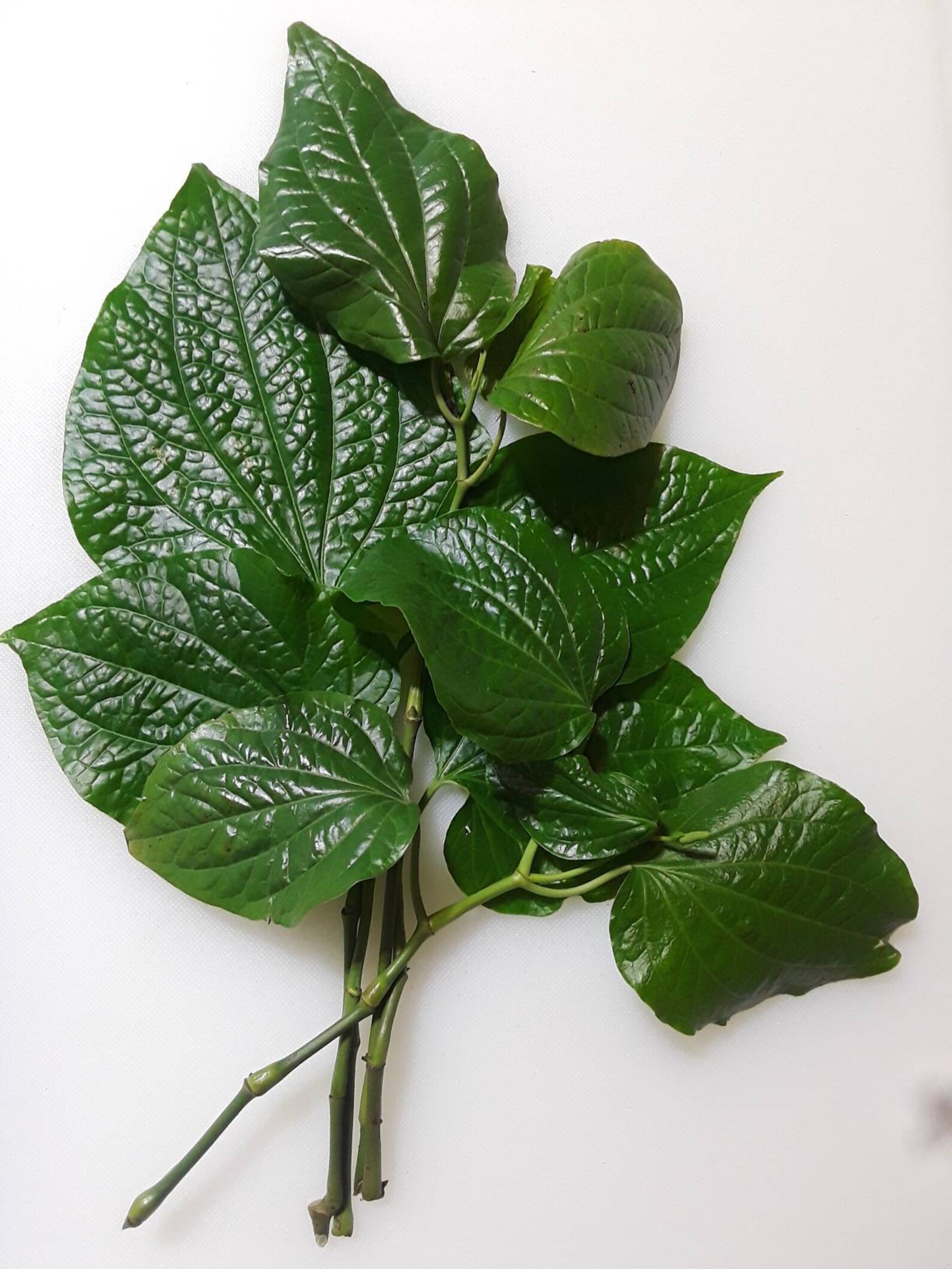 50 Grams of Fresh Pick Wild Betel Leaves Chaphlu Cha Phluin - Etsy