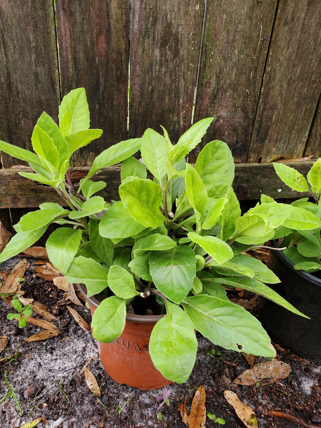 Gynura Procumbens, Longevity Spinach Plant, Longevity Greens Plant - Etsy