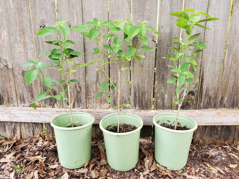 Tagak-Tagak plant Kabutar Ka Phul Plant Snake Jasmine | Etsy