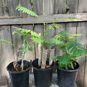 Cha Om Plants, Chaom Plant, Acacia Pennata, We Donot Ship to CA - Etsy