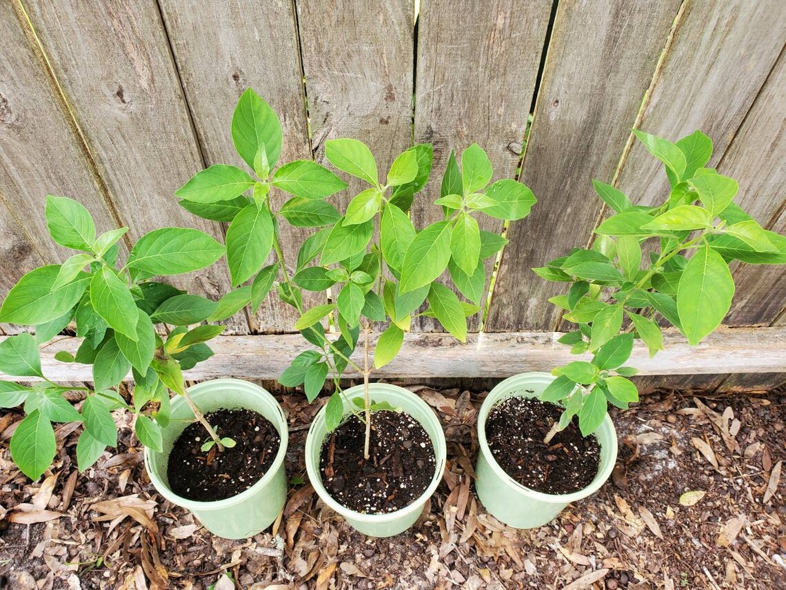 Tagak-Tagak plant Kabutar Ka Phul Plant Snake Jasmine | Etsy