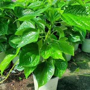 La Lot Plant, Lá Lốt, Wild Betel Plant, Chaphlu Plant, Piper Lolot ...