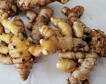 Fresh Turmeric - Etsy