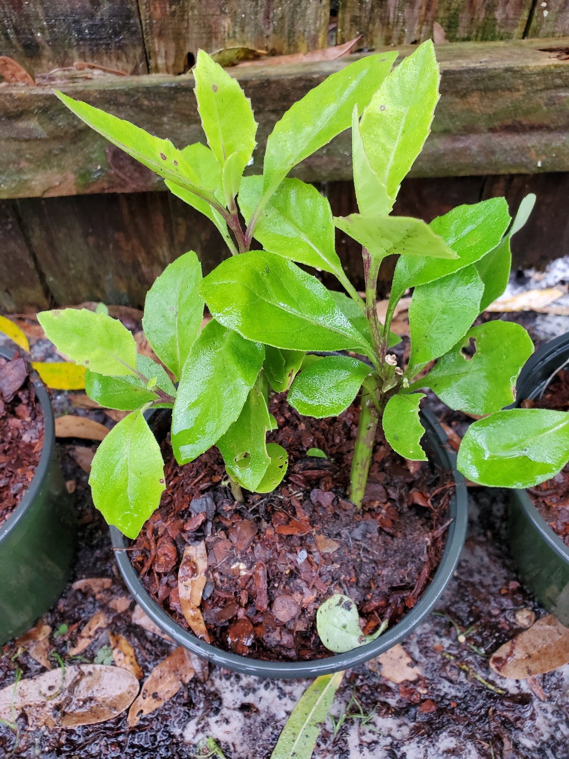 Gynura procumbens longevity spinach plant longevity greens | Etsy