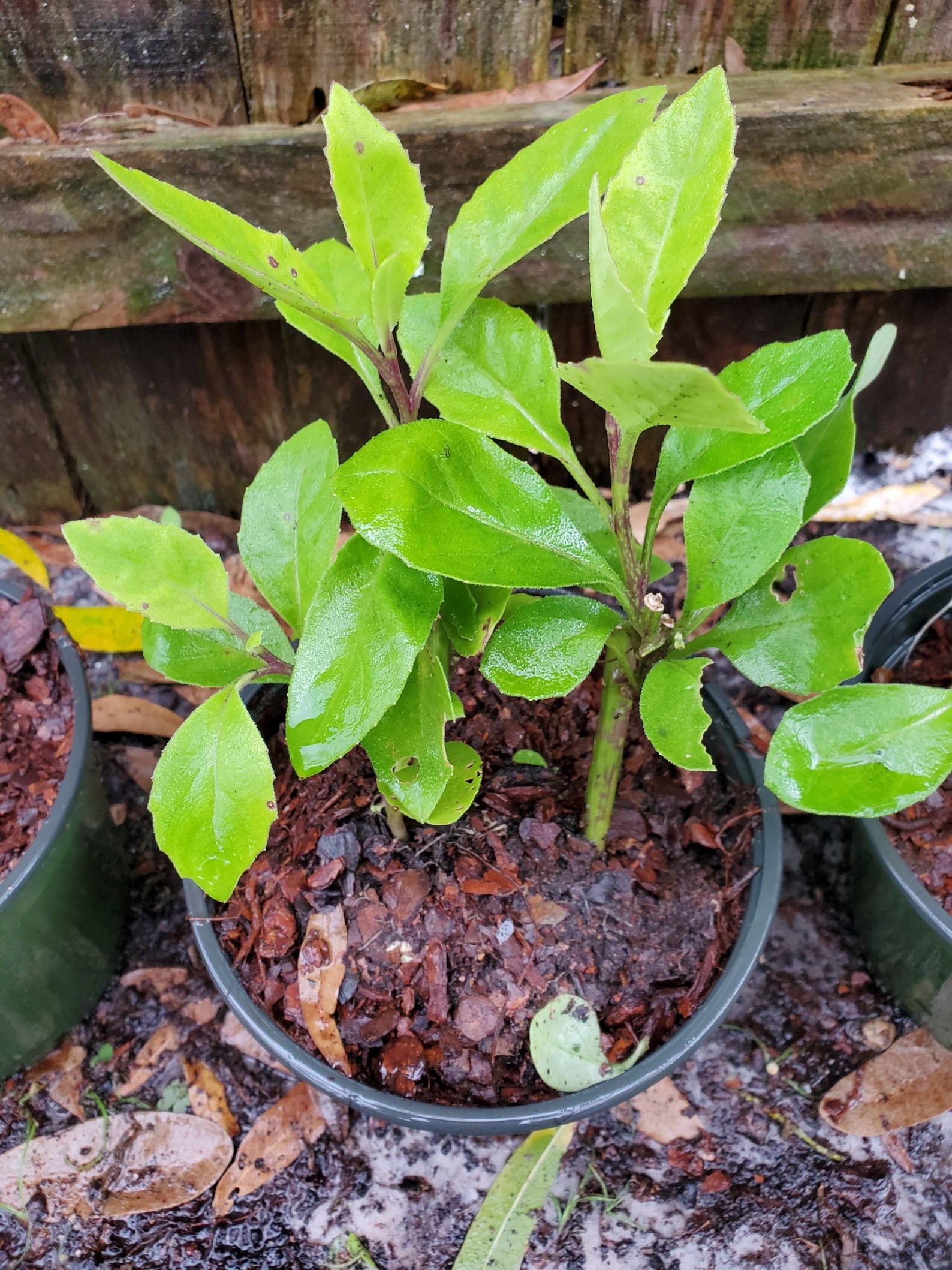 Gynura Procumbens Longevity Spinach Plant Longevity Greens - Etsy