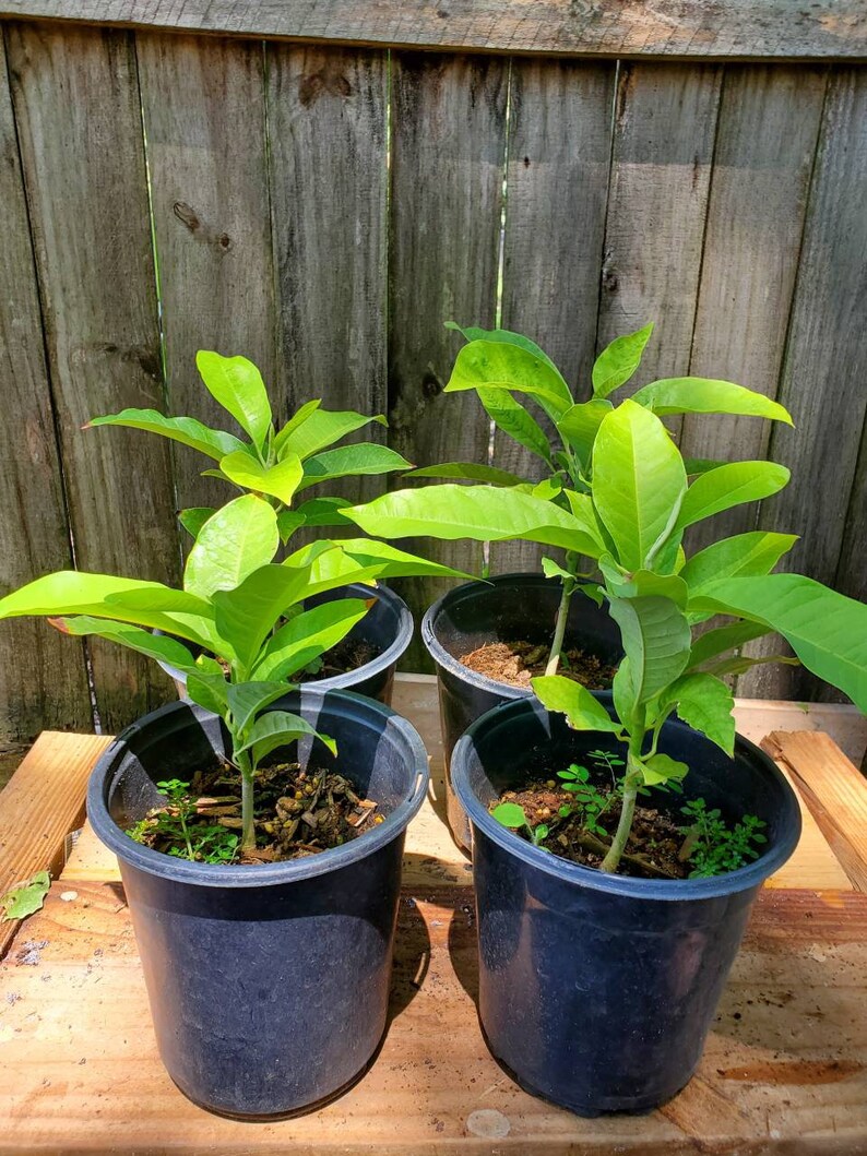 Start up Magnolia Champaca Champak Cham Pa Plants Sorry We - Etsy