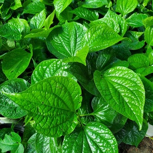 La Lot Plant, Lá Lốt, Wild Betel Plant, Chaphlu Plant, Piper Lolot ...