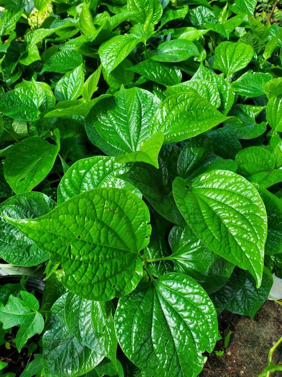 La Lot Plant Lá Lốt Wild Betel Plant Chaphlu Plant Piper | Etsy