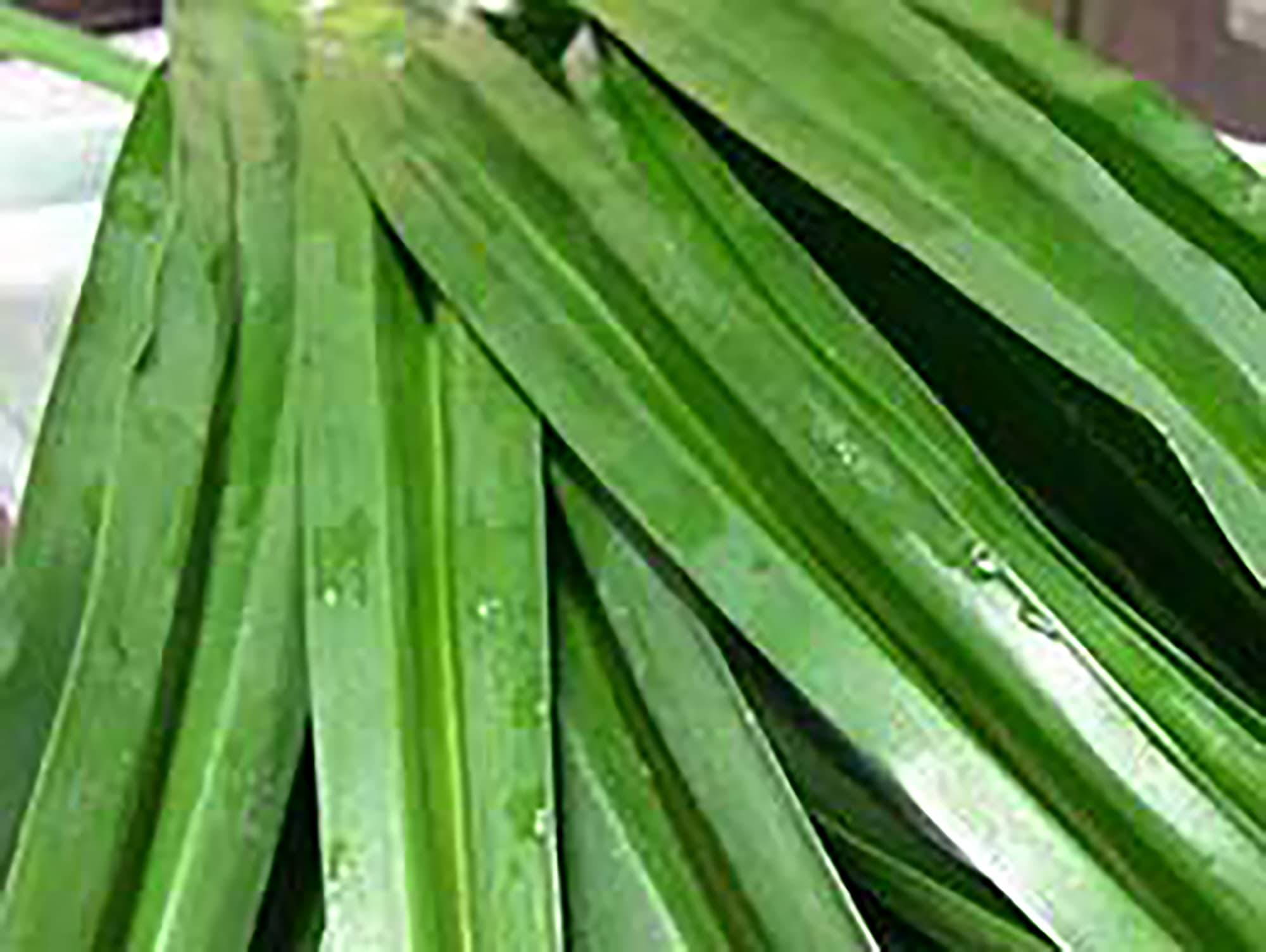 Fresh Pandan Leaves, Screwpine Leaves, La Dua, Pandanus, Hojas Pandan ...