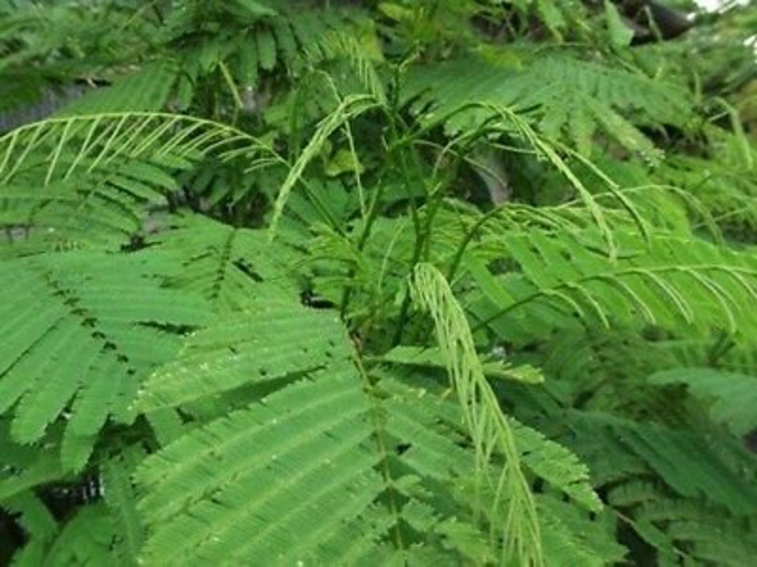 Cha Om Plants, Chaom Plant, Acacia Pennata, We Donot Ship to CA - Etsy