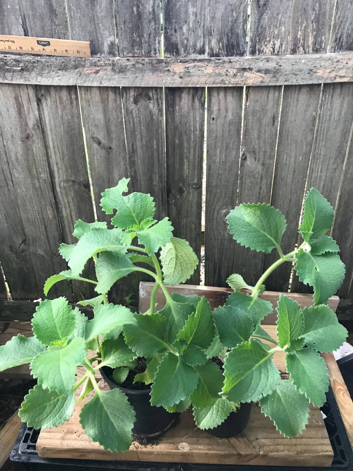 Indian Mint Mexican Mint Orégano Francés Indian Borage - Etsy