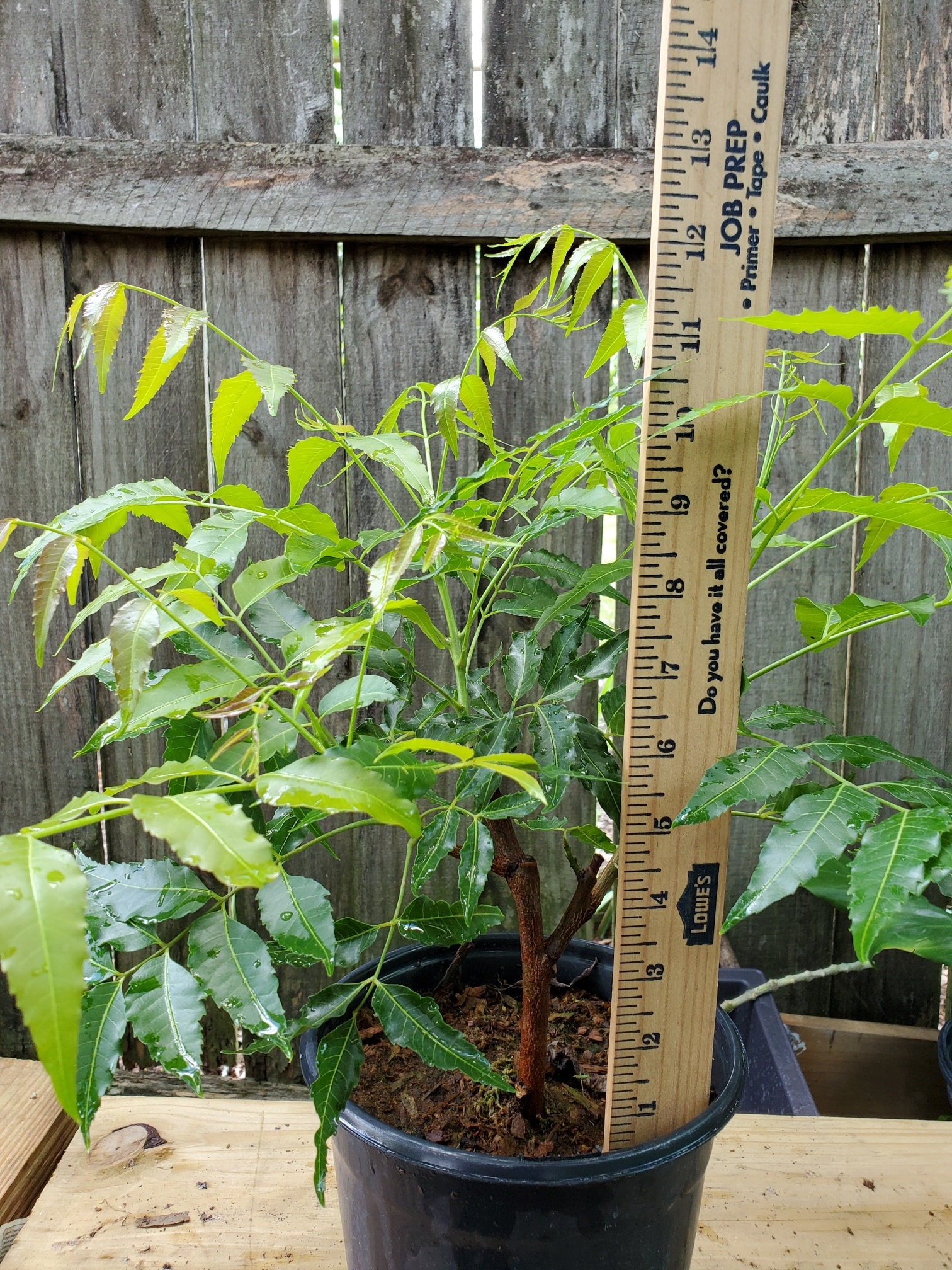 Neem Plant Sadao Azadirachta Indica Plant Sorry We Don't | Etsy