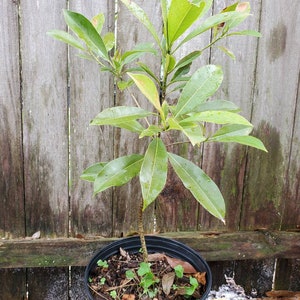 Sapodilla, Nisapero, Ciku, Chico, Zapotillo Plant. Sorry We Donot Ship ...