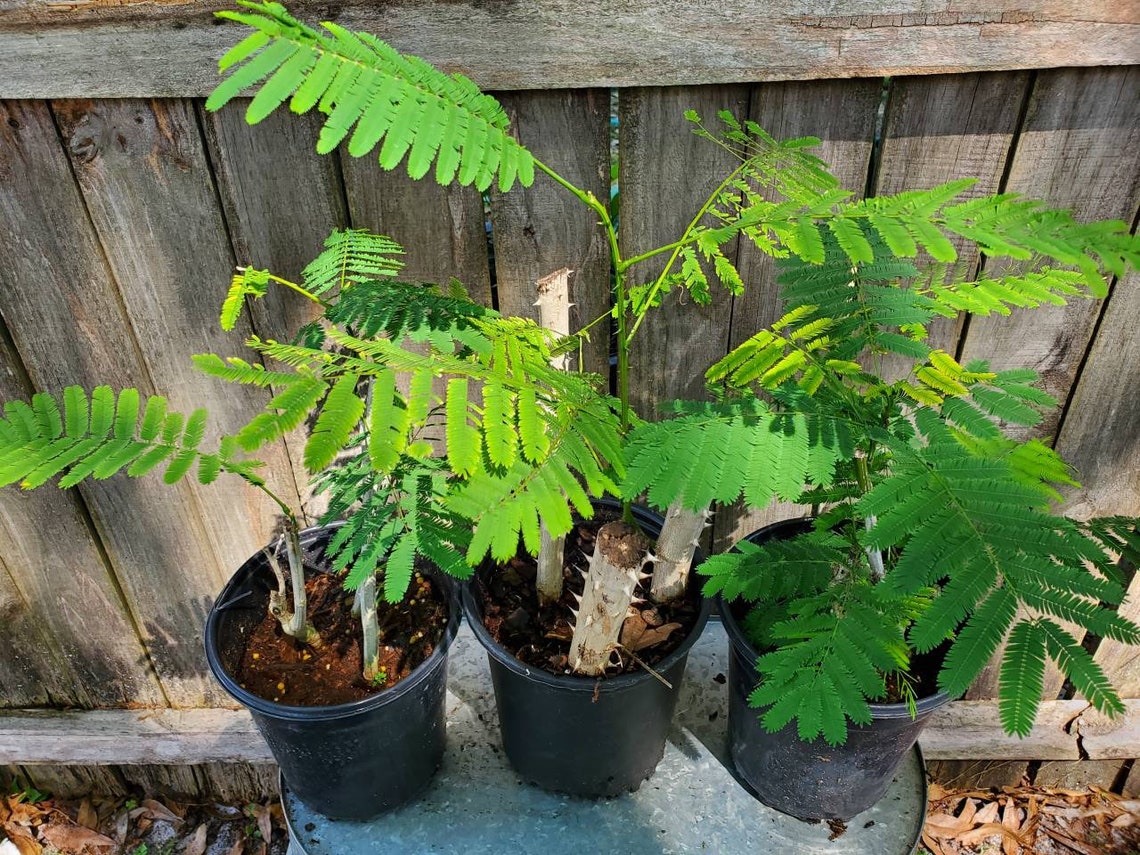 Cha Om Plants Chaom Plant Acacia Pennata We Donot Ship to - Etsy