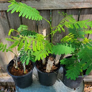Cha Om Plants, Chaom Plant, Acacia Pennata, We Donot Ship to CA - Etsy