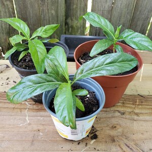 Start up Noni Plant, Great Morinda, Indian Mulberry, Beach Mulberry ...