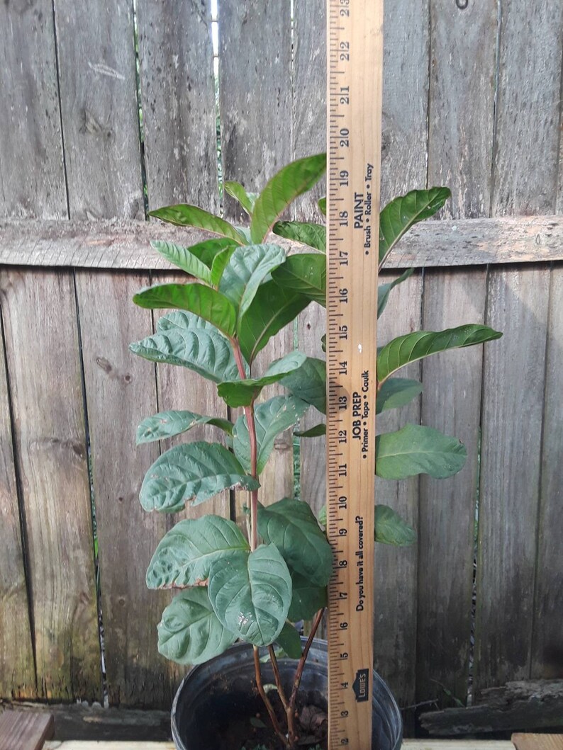 Pan Se Thong Guava plant Guava plant Guabaya plant We do | Etsy