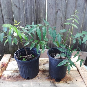 Startup Neem Plant, Sadao, Azadirachta Indica Plant Sorry We Don't Ship ...