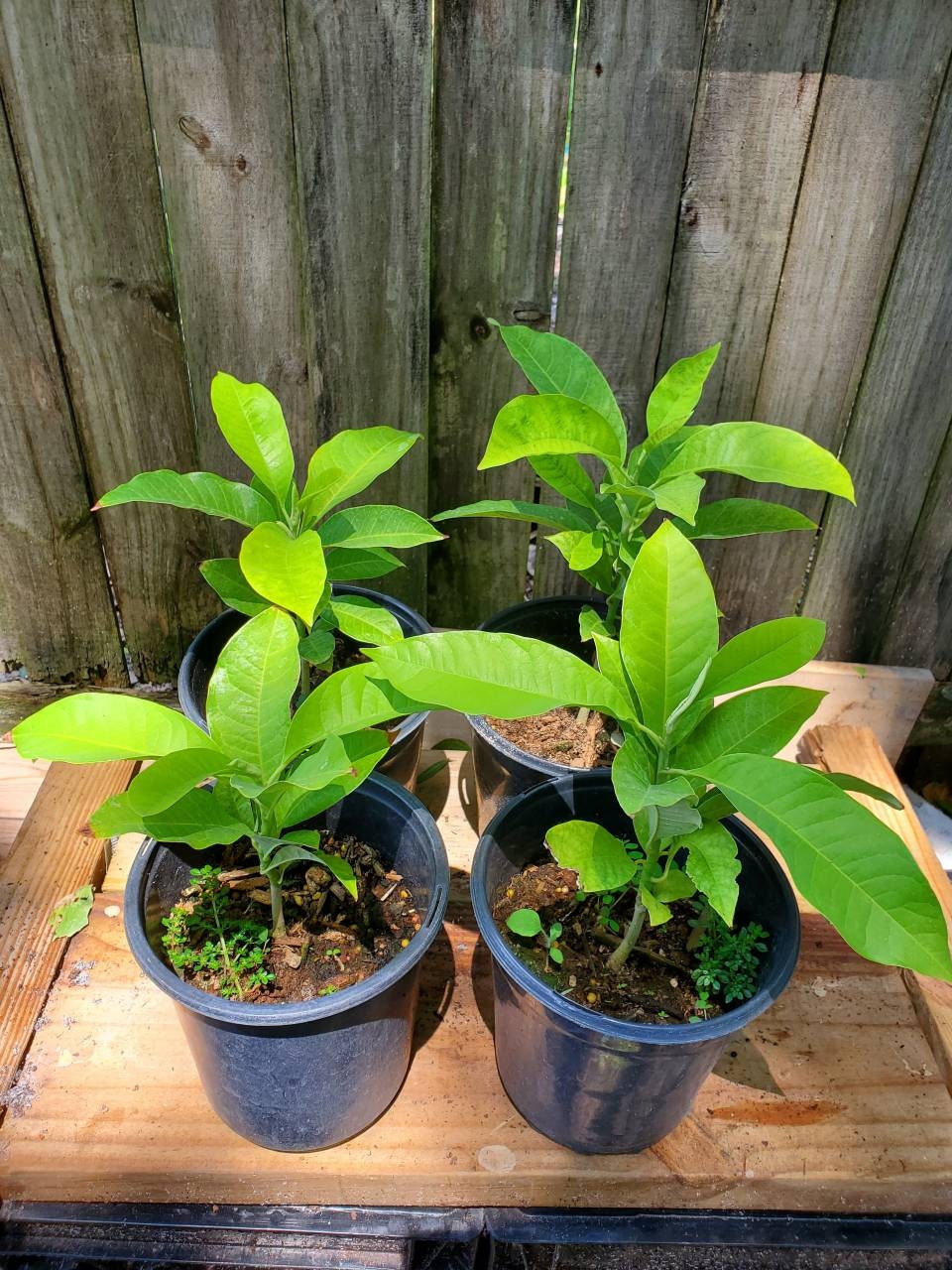 Start up Magnolia Champaca Champak Cham Pa Plants Sorry We - Etsy