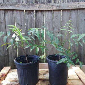 Startup Neem Plant, Sadao, Azadirachta Indica Plant Sorry We Don't Ship ...