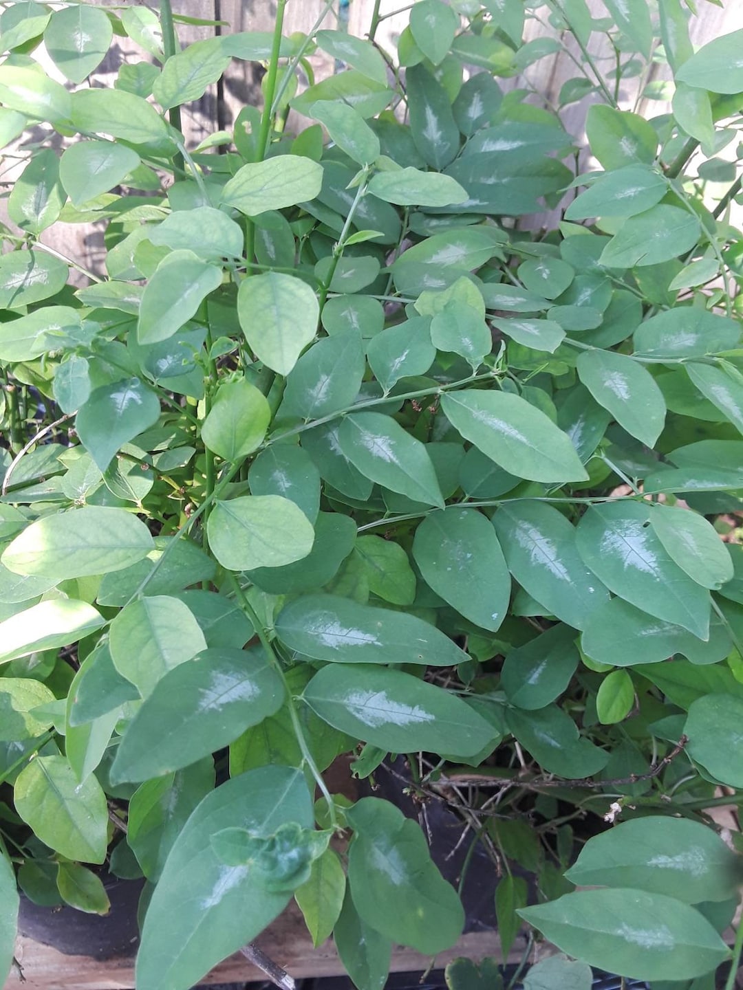 Sweet Leaf Plant, Sauropus Androgynus, Star Gooseberry, Katuk, Star ...