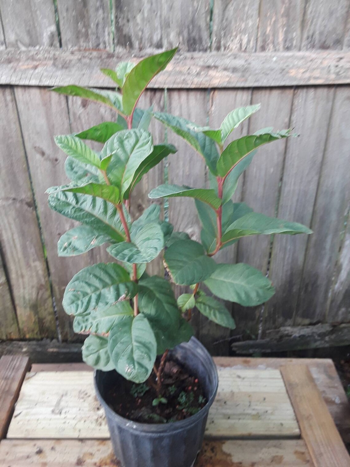 Pan Se Thong Guava plant Guava plant Guabaya plant We do | Etsy
