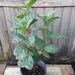 Pan Se Thong Guava Plant, Guava Plant, Guabaya Plant, We Do Not Ship to ...