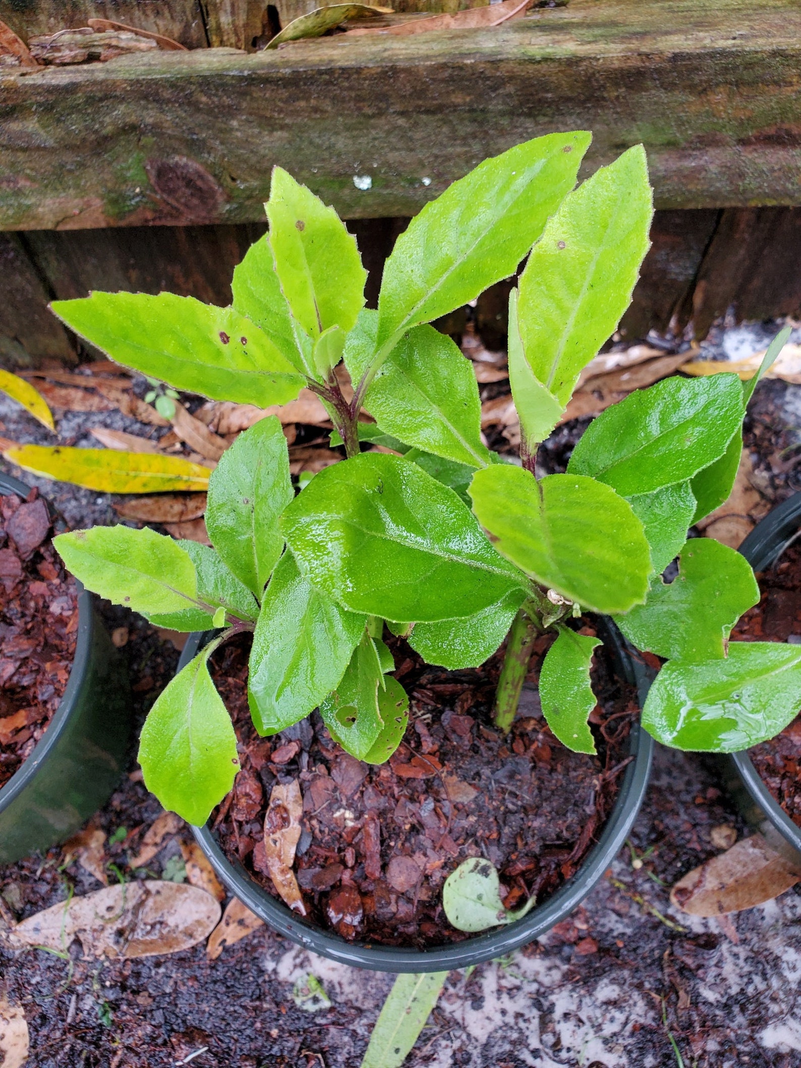 Gynura procumbens longevity spinach plant longevity greens | Etsy