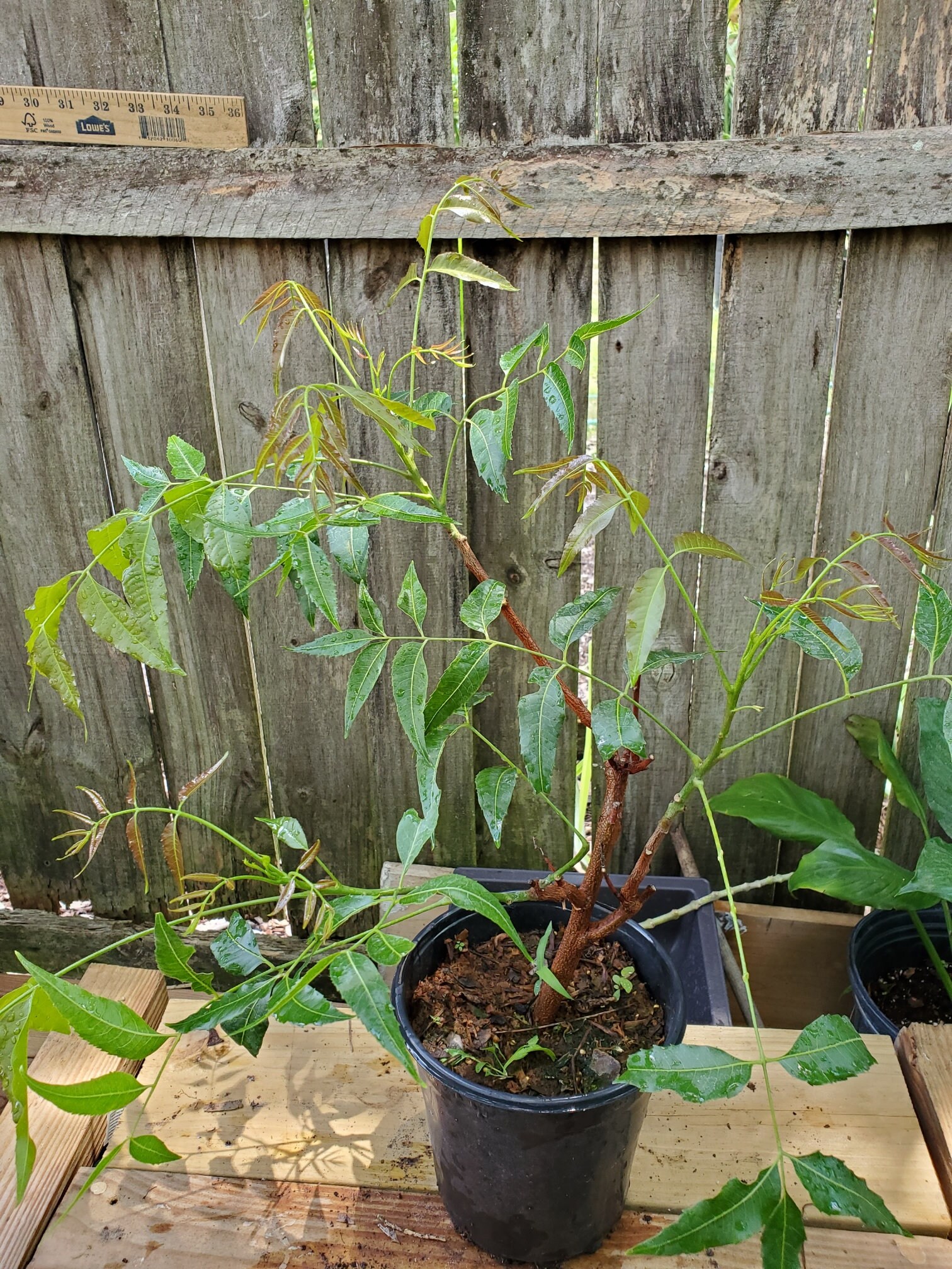 Neem Plant Sadao Azadirachta Indica Plant Sorry We Don't | Etsy