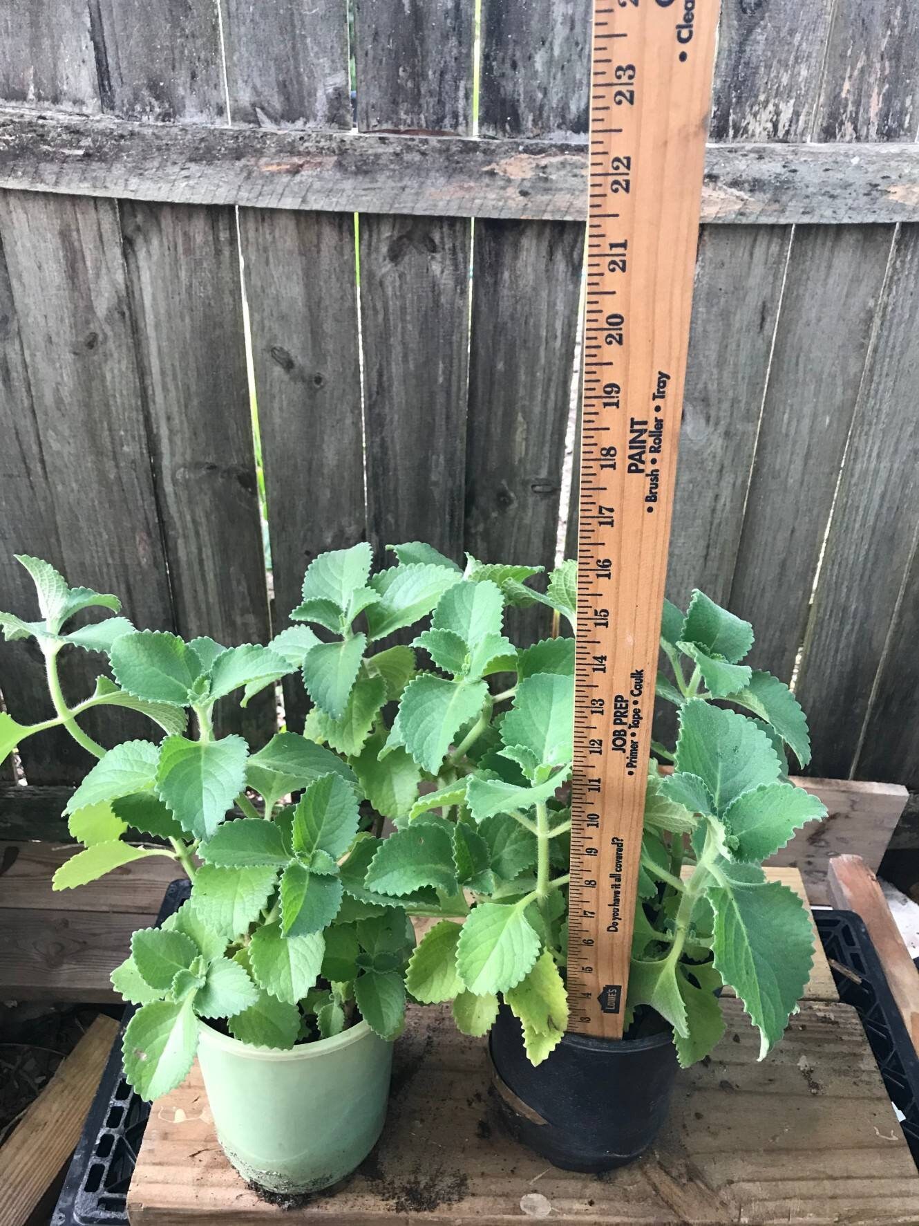 Indian Mint Mexican Mint Orégano Francés Indian Borage | Etsy