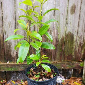 Sapodilla, Nisapero, Ciku, Chico, Zapotillo Plant. Sorry We Donot Ship ...