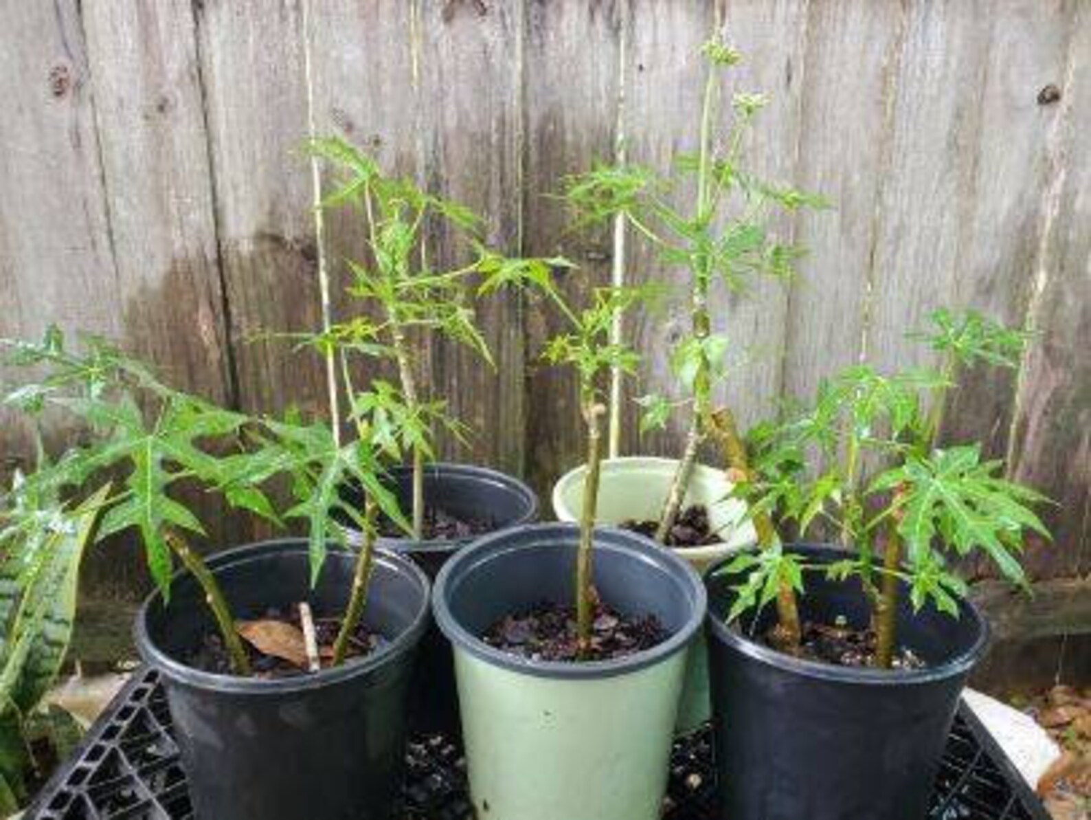 Chaya plant tree spinach Cnidoscolus Aconitifolius plant. We | Etsy