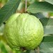 Pan Se Thong Guava Plant, Guava Plant, Guabaya Plant, We Do Not Ship to ...