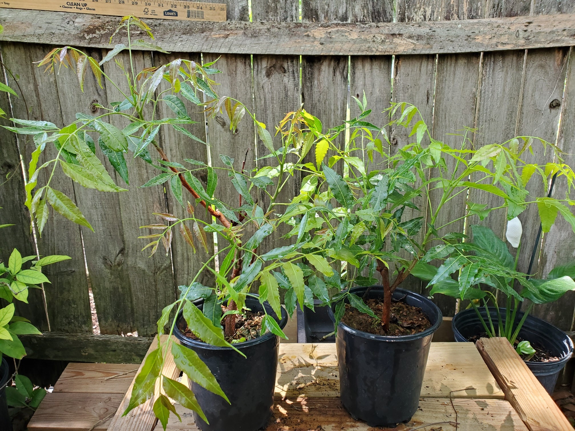 Neem Plant Sadao Azadirachta Indica Plant Sorry We Don't | Etsy