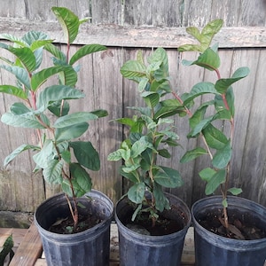 Pan Se Thong Guava Plant, Guava Plant, Guabaya Plant, We Do Not Ship to ...