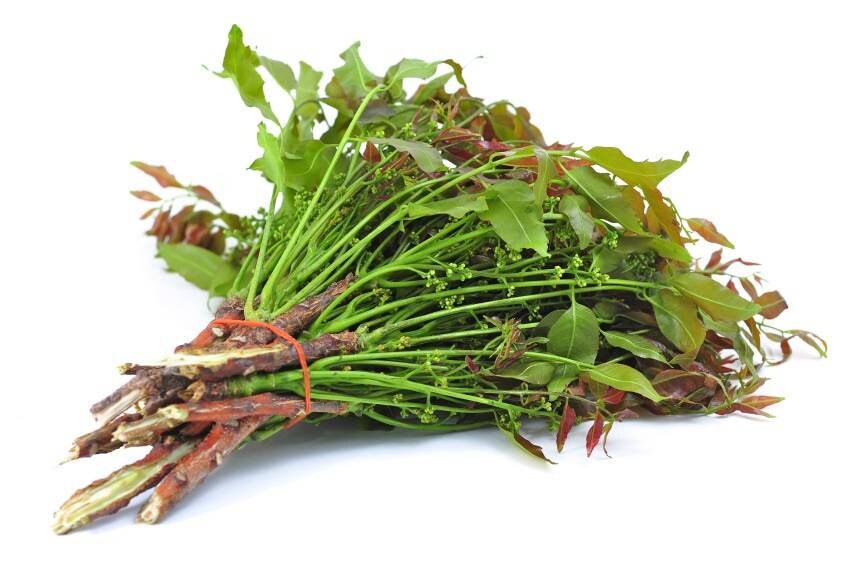 Neem Plant Sadao Azadirachta Indica Plant Sorry We Don't | Etsy