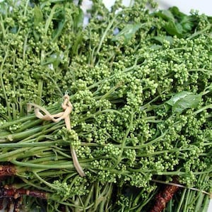 Startup Neem Plant, Sadao, Azadirachta Indica Plant Sorry We Don't Ship ...