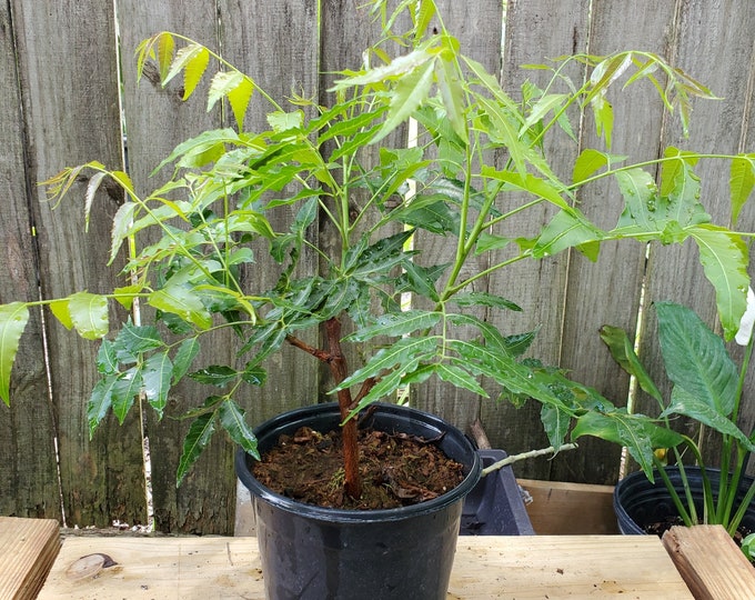 Neem Plant, Sadao, Azadirachta Indica Plant Sorry We Don't Ship to CA ...