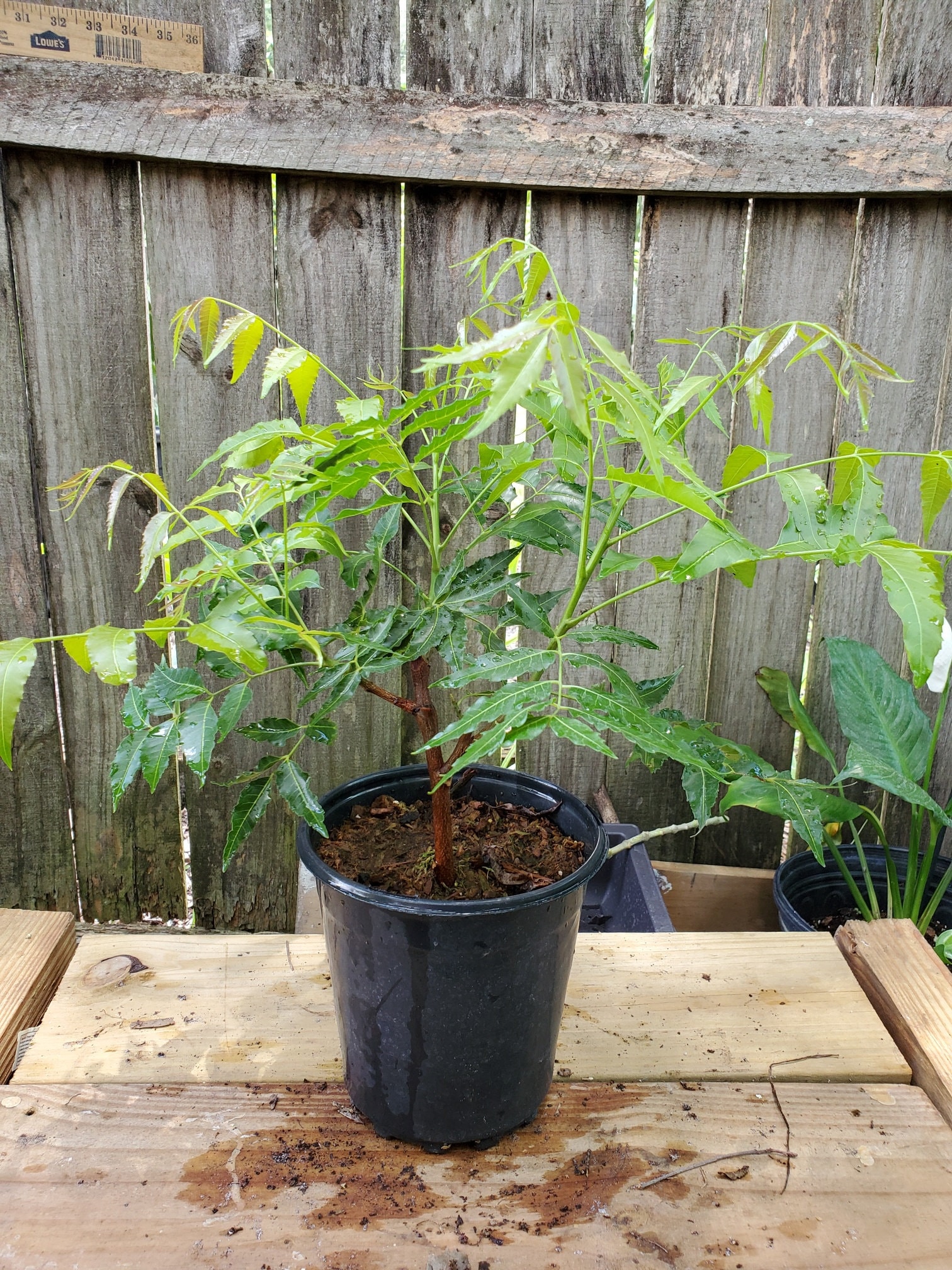 Neem Plant Sadao Azadirachta Indica Plant Sorry We Don't | Etsy