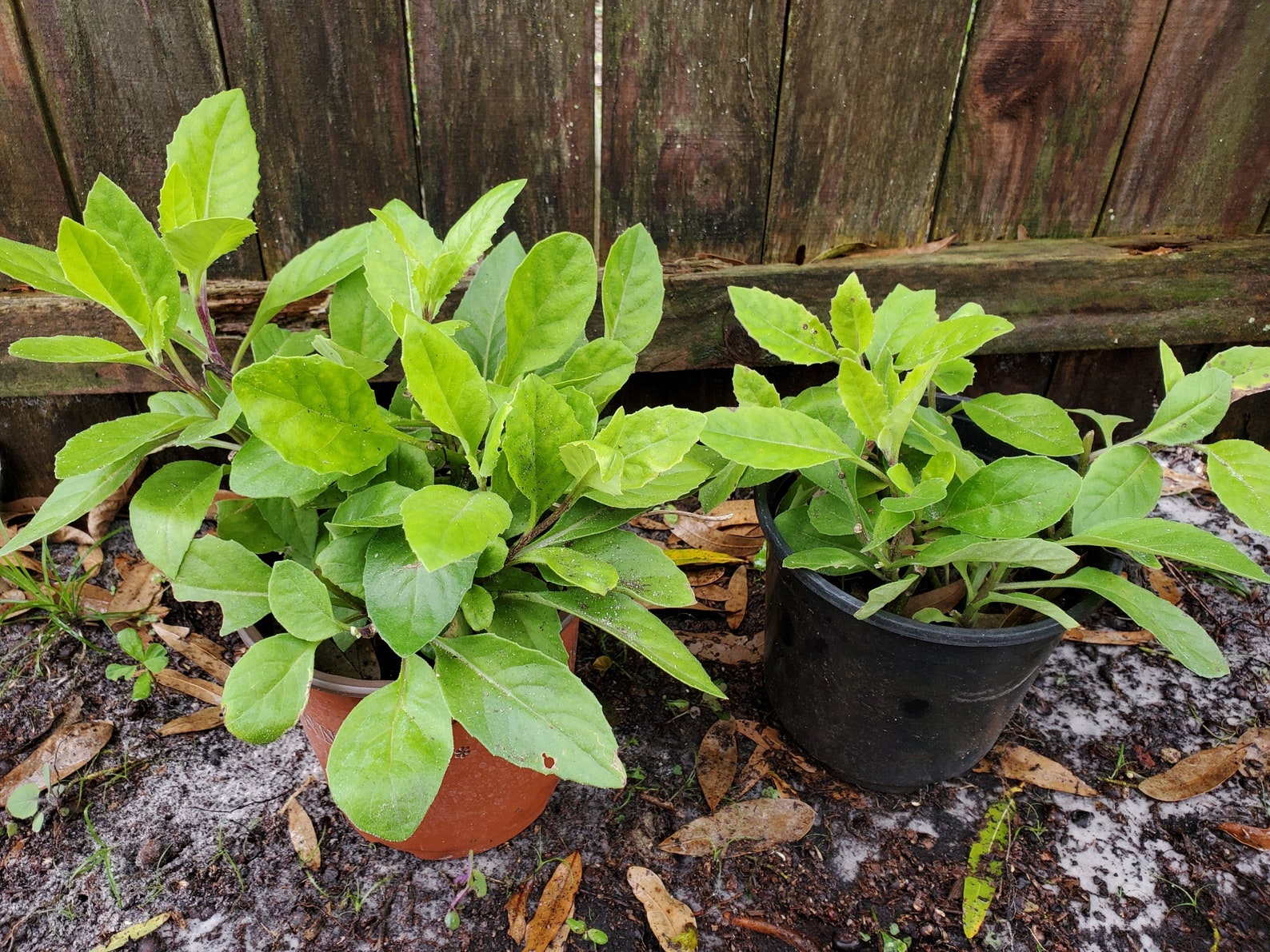 Gynura procumbens longevity spinach plant longevity greens | Etsy