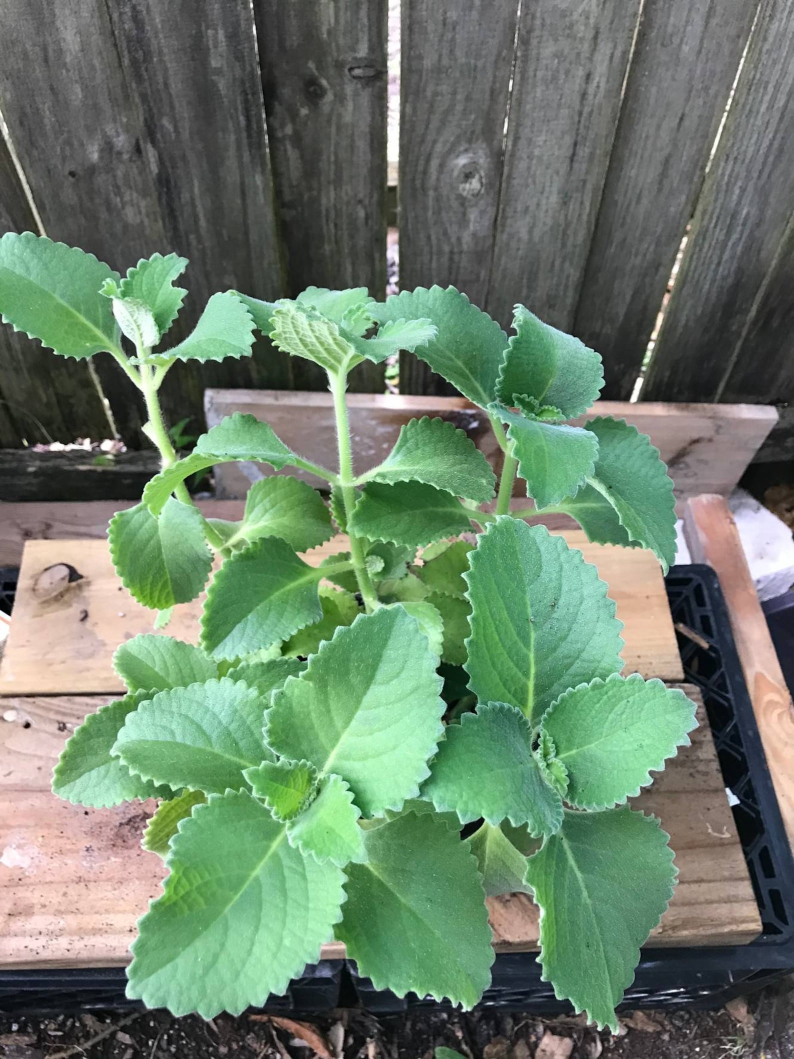 Indian Mint Mexican Mint Orégano Francés Indian Borage | Etsy