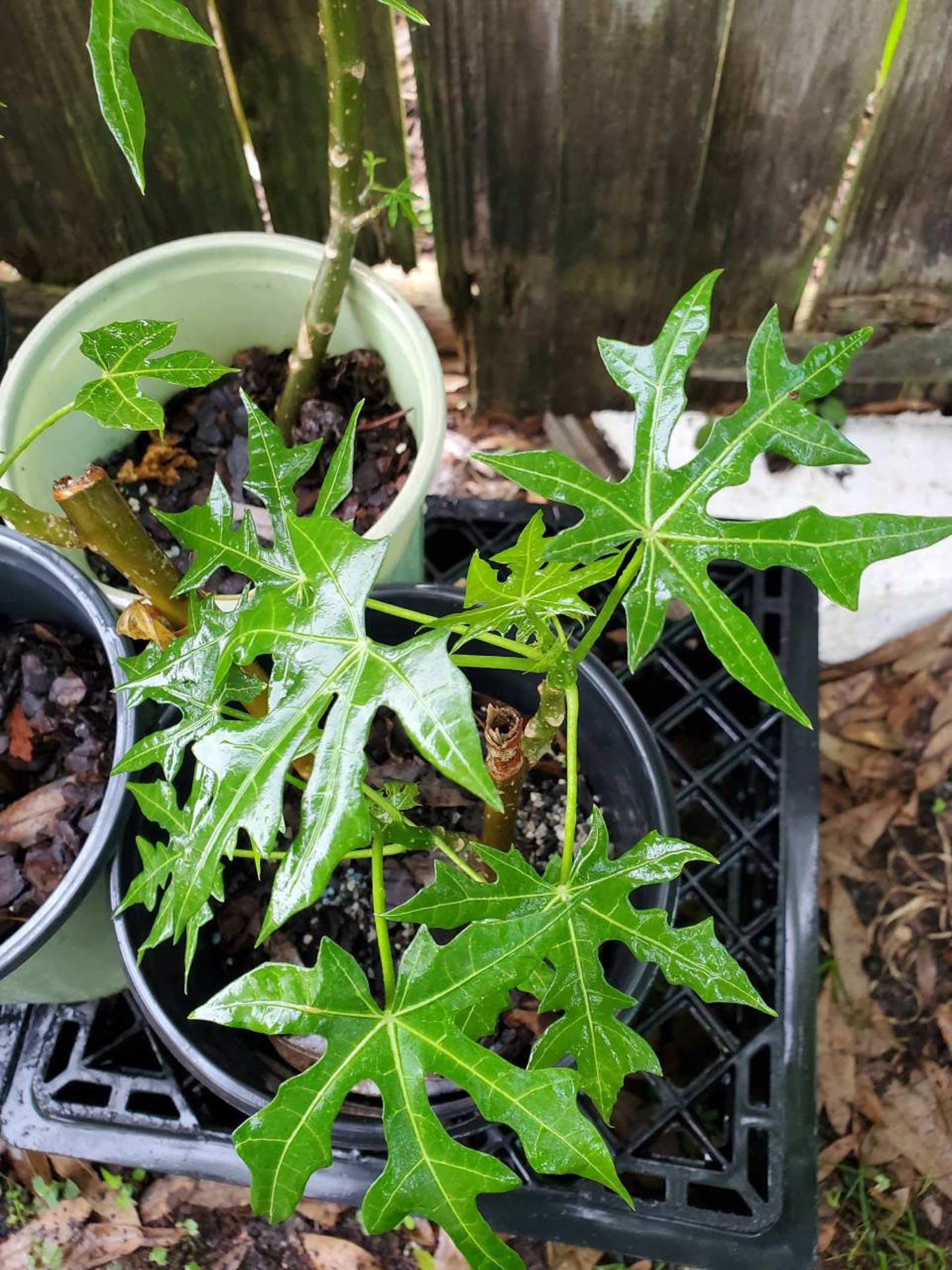 Chaya plant tree spinach Cnidoscolus Aconitifolius plant. We | Etsy