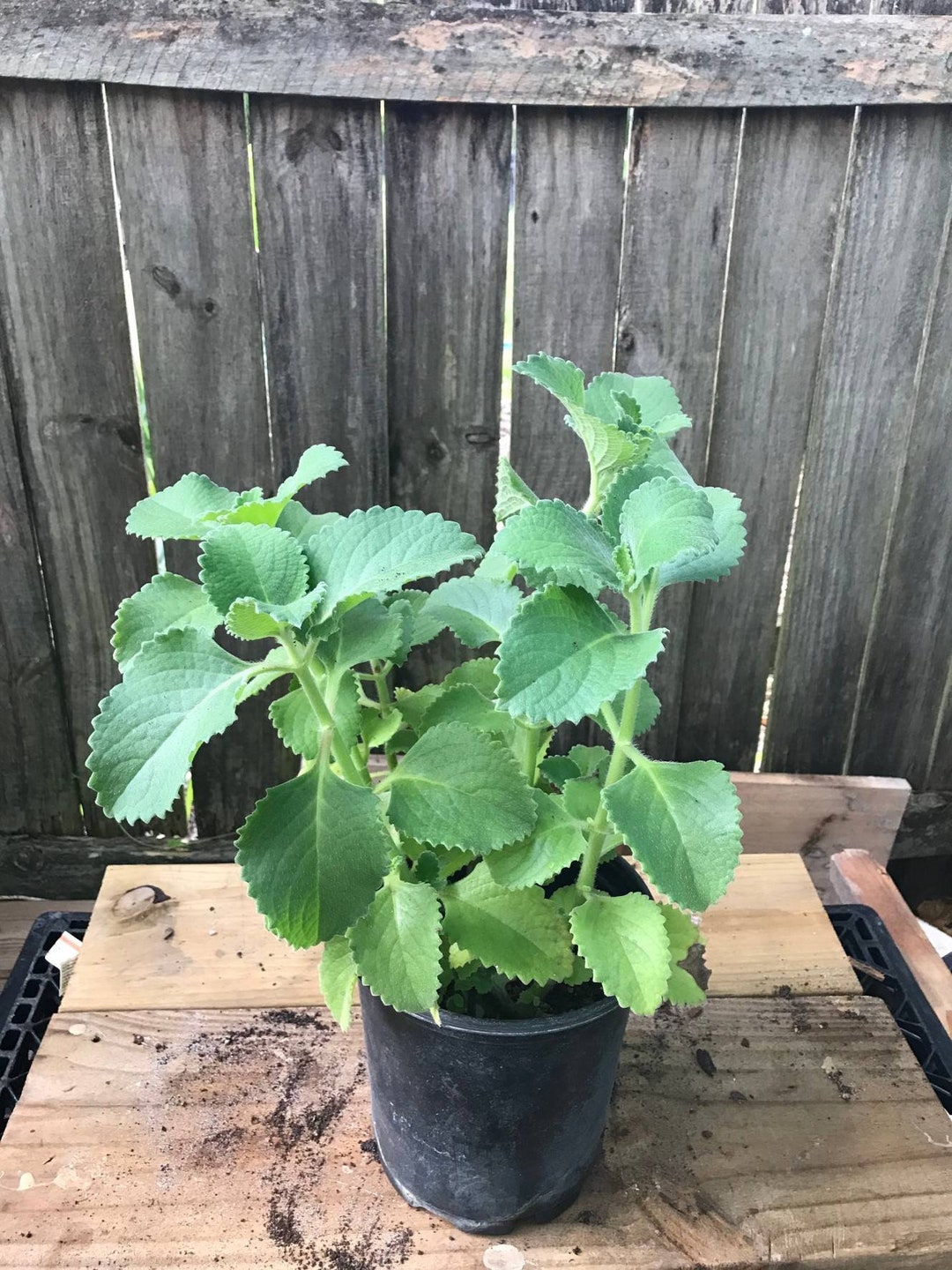Indian mint, Mexican mint, Orégano francés, Indian borage, country ...
