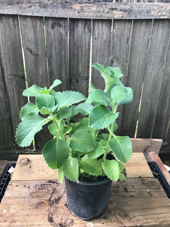 Indian Mint Mexican Mint Orégano Francés Indian Borage | Etsy