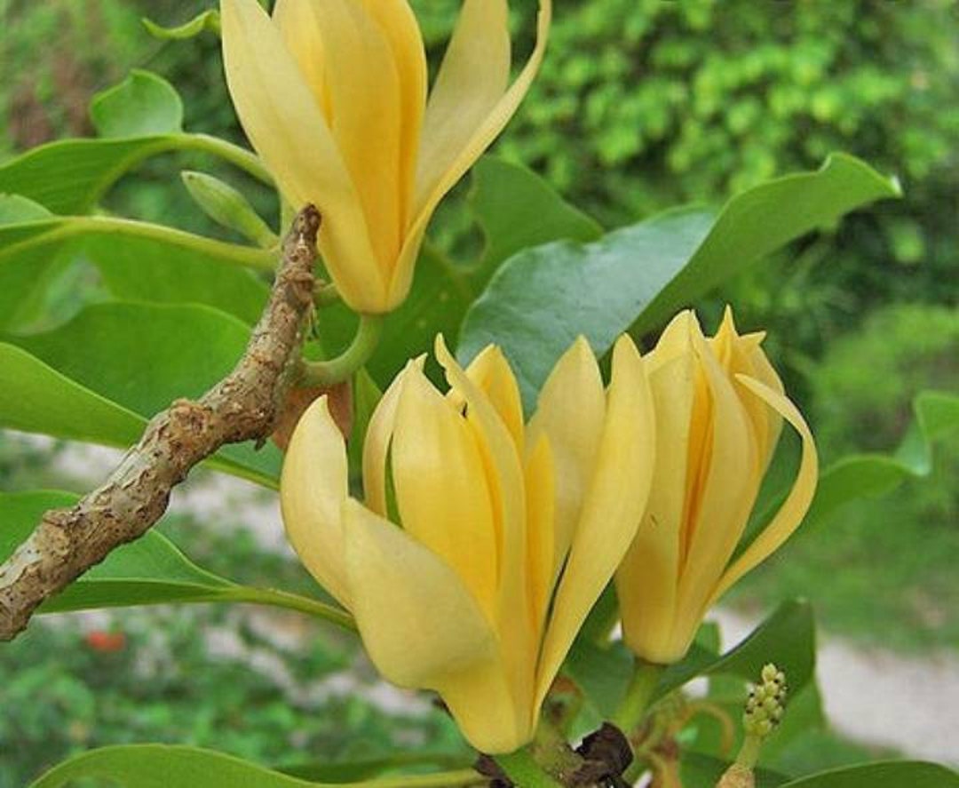 Start up Magnolia Champaca, Champak, Cham Pa Plants, Sorry We Donot ...